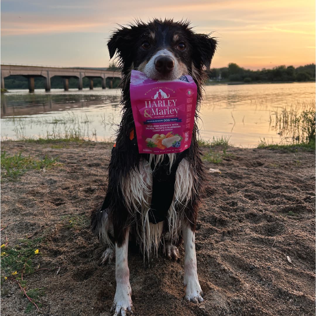 Harley & Marley – Premium Healthy Fish-Based Pet Food in Ireland