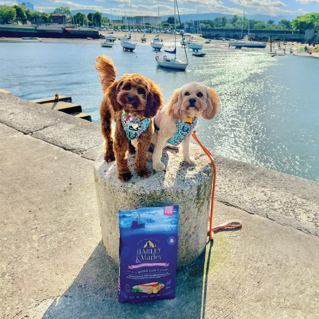 Harley & Marley – Premium Healthy Fish-Based Pet Food in Ireland